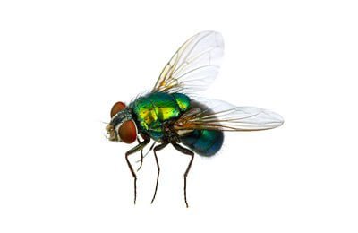 Ireland #1 Best Range Of Flies Insect Products. Buy Online