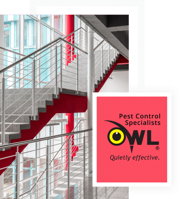 #1 Pest Control For Schools - Owl Pest Control Dublin