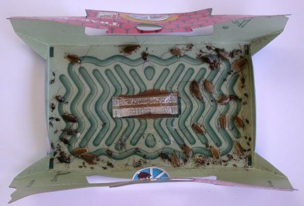 #1 Insect Glue Traps And Monitors - Owl Pest Control