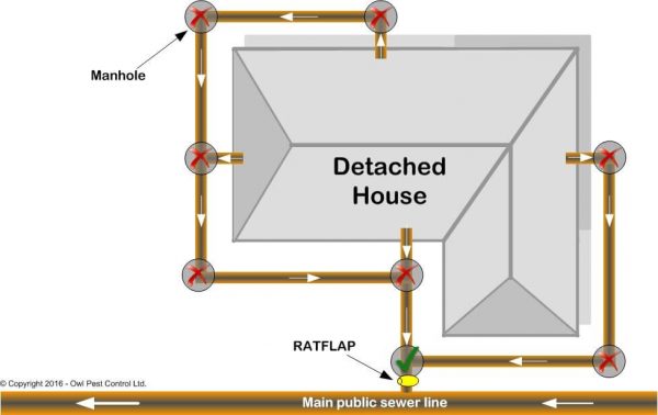 Buy #1 Genuine Rat Flap® Drain Sewer Blocker. Pest Supplies