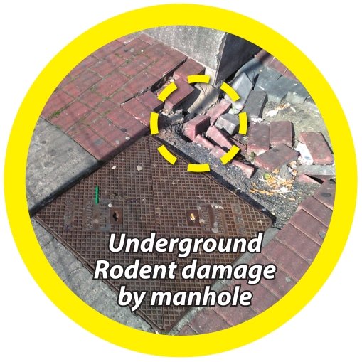 Pest Control In Property Developments Necessary