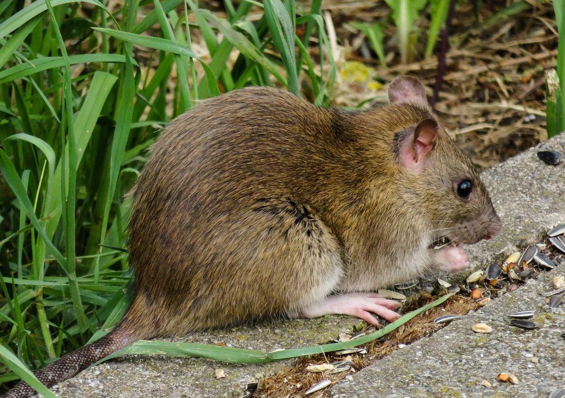 Worst Rat Infestations In Dublin - 6 Most Asked Questions