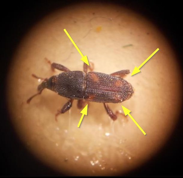 The Grain Weevil | Owl Pest Control