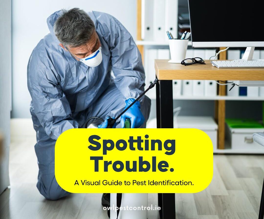 #1 Pest Control Guide In Dublin - Owl Pest Control