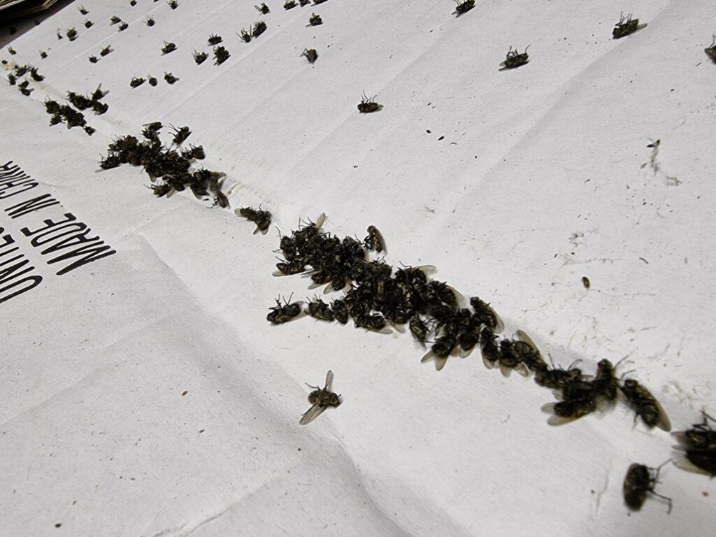 #1 Best Mini Insect Foggers Smoke Bombs | Owl Pest Control